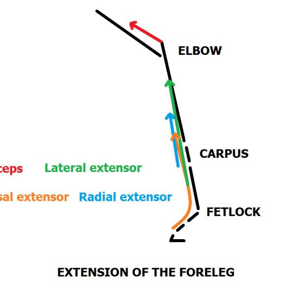 Common dysfunction of the foreleg - Louise Mauferon Vernet