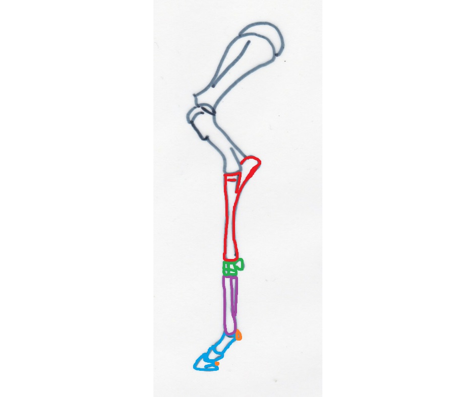 Anatomy of the foreleg part 1: the bones and joints - Louise Mauferon ...